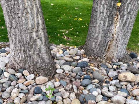Why Landscaping with Mexican Beach Pebbles is So Popular
